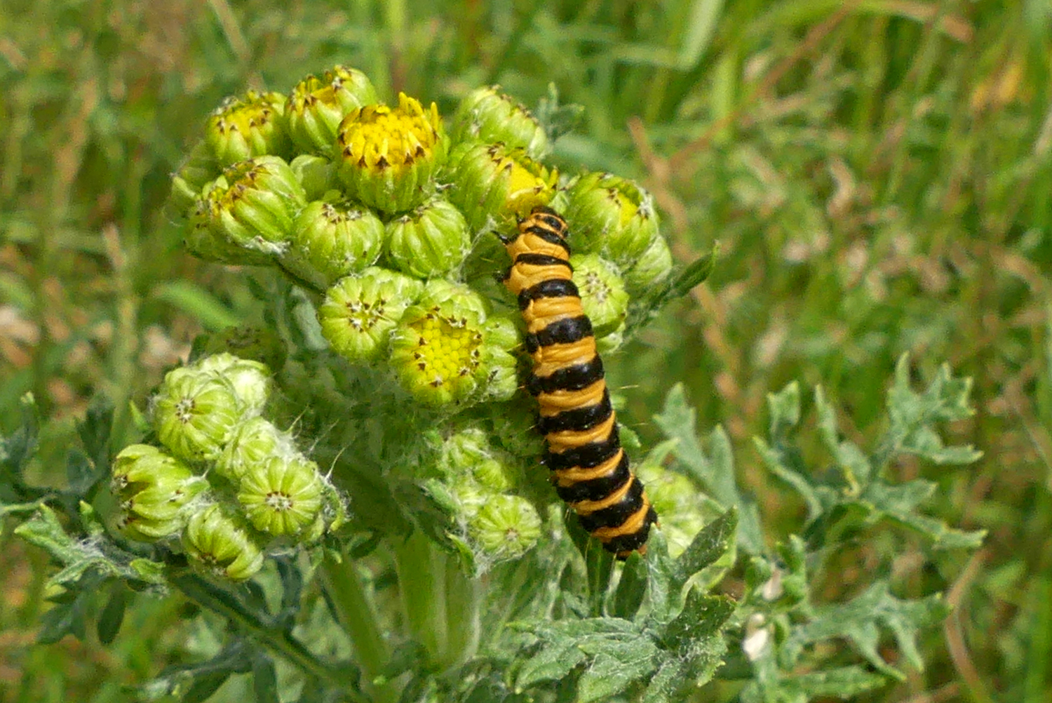 Hobbler’s Hole July Nature Notes