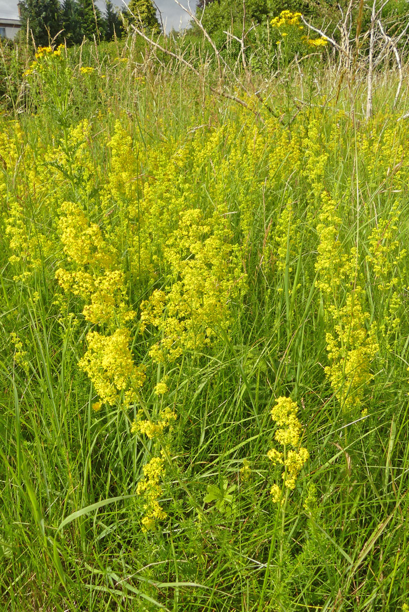 Hobbler’s Hole July Nature Notes